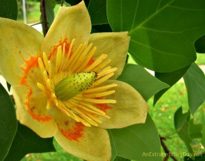 Feeling hard pressed? :: Joy Day! | An Extraordinary Day