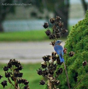 The Case of the Ruffled Feathers :: Bluebirds - An Extraordinary Day